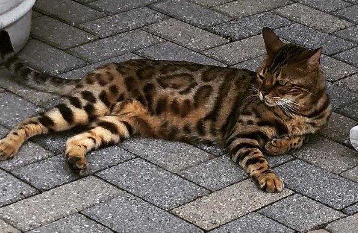 Freddie Freeman’s Cat Rolls Into The House After A 6-Day Bender