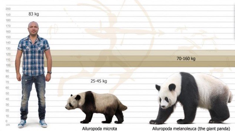 Ailuropoda Microta