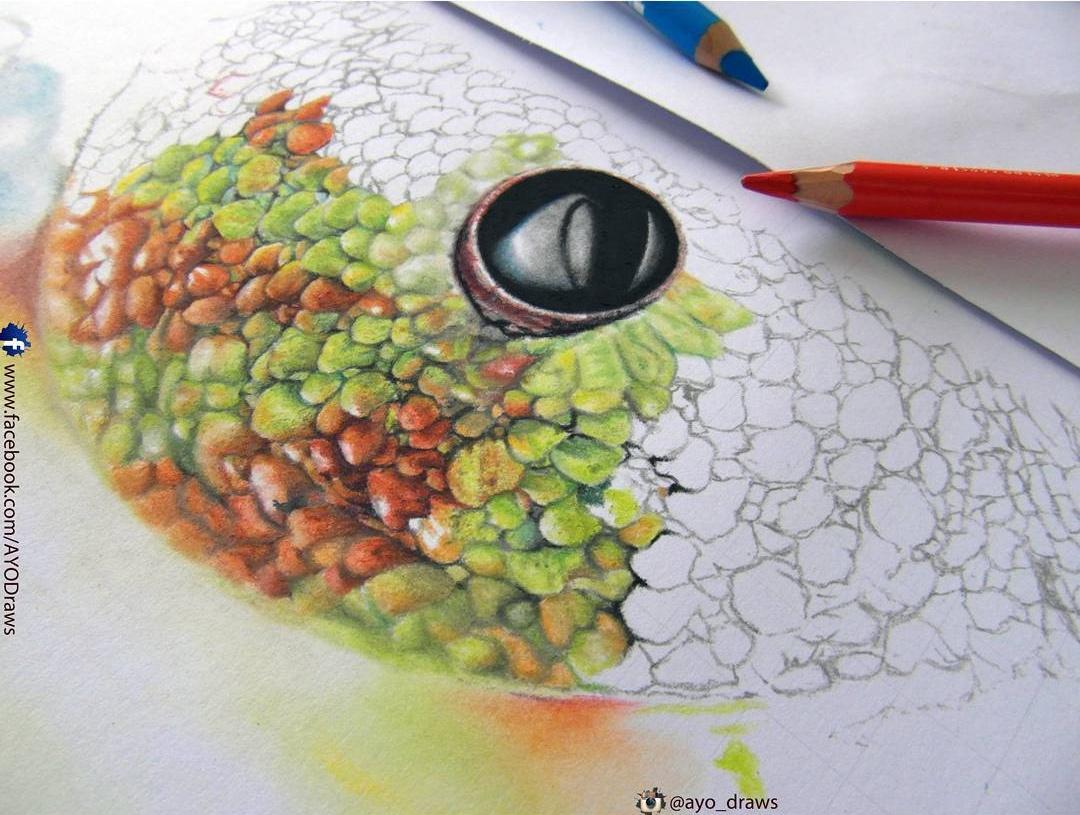 Chameleon Pencil Drawing