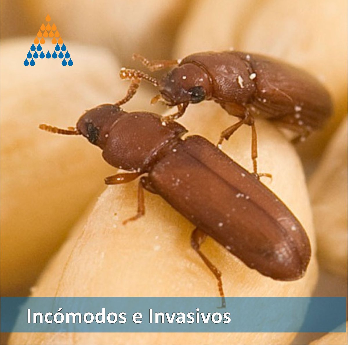 Coquito Insecto