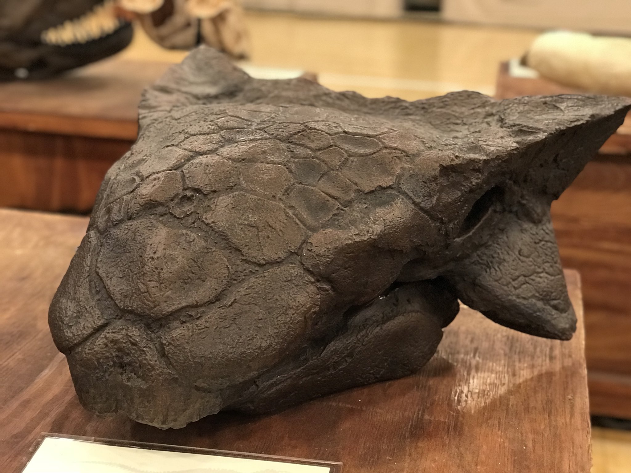 Ankylosaurus Skull