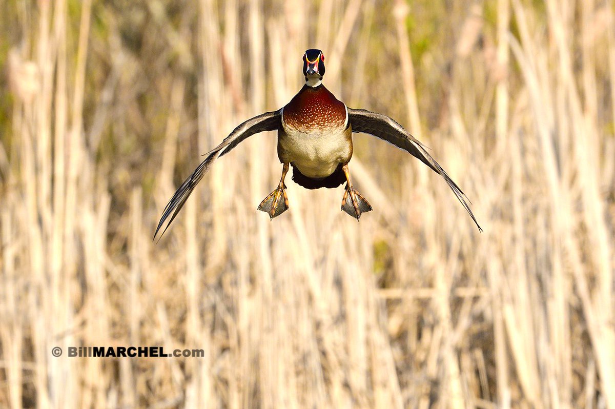 Wood Ducks Cupped Up