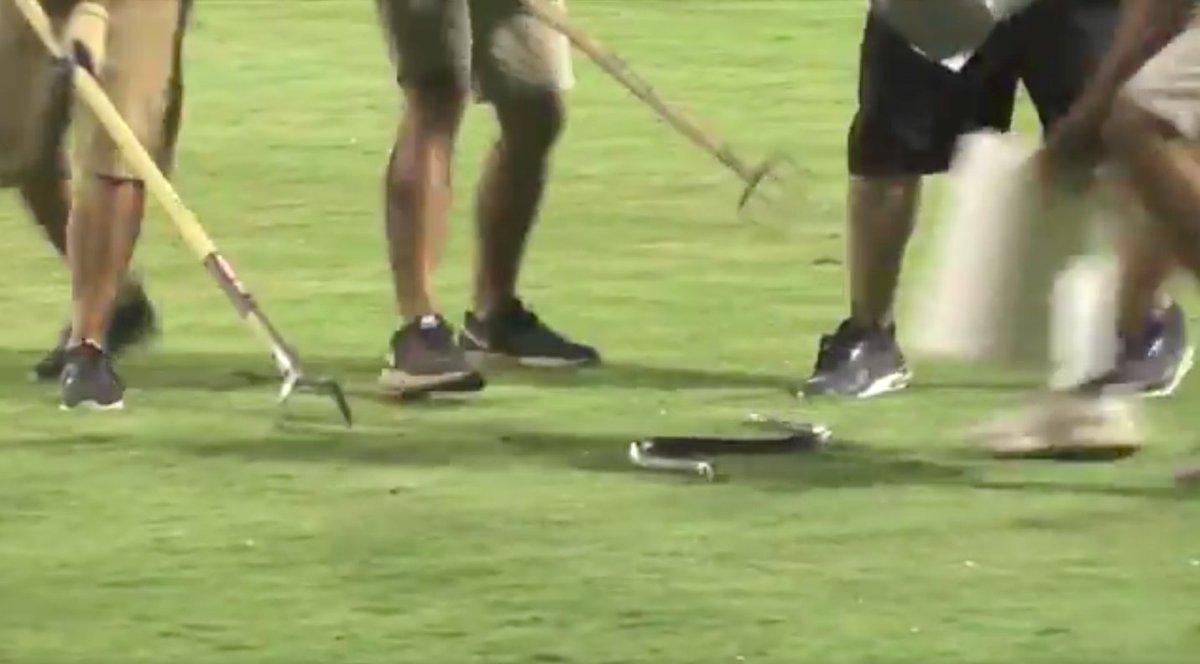 Let’s Find Out How Many Grounds Crew Members It Takes To Corral A Snake ...