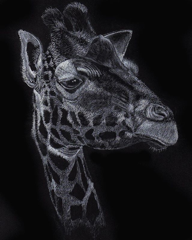 Giraffe Pencil Drawing