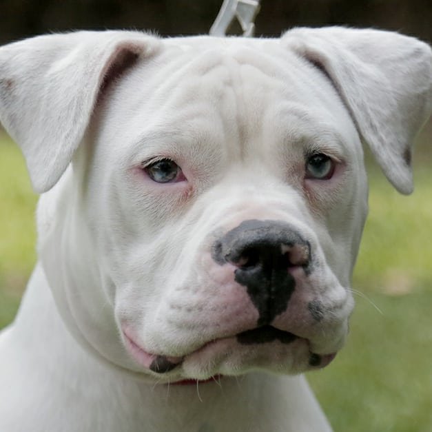 Dogo Guatemalteco