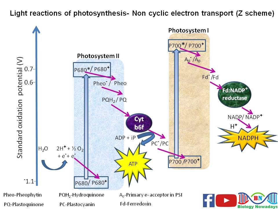 Cyclic Light Reaction
