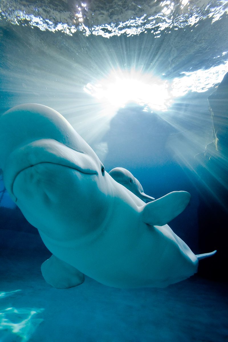 Cute Beluga Whale Wallpaper