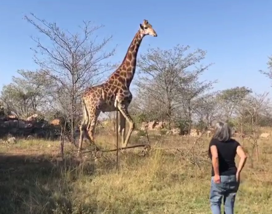 Gerald the killer giraffe who headbutted brit cameraman to death in ...