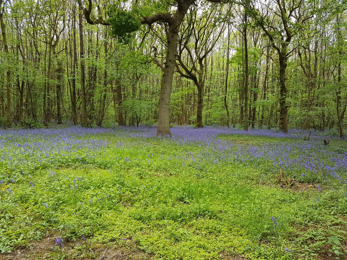 Smitha Campbell (@SmithaCampbell) | Twitter