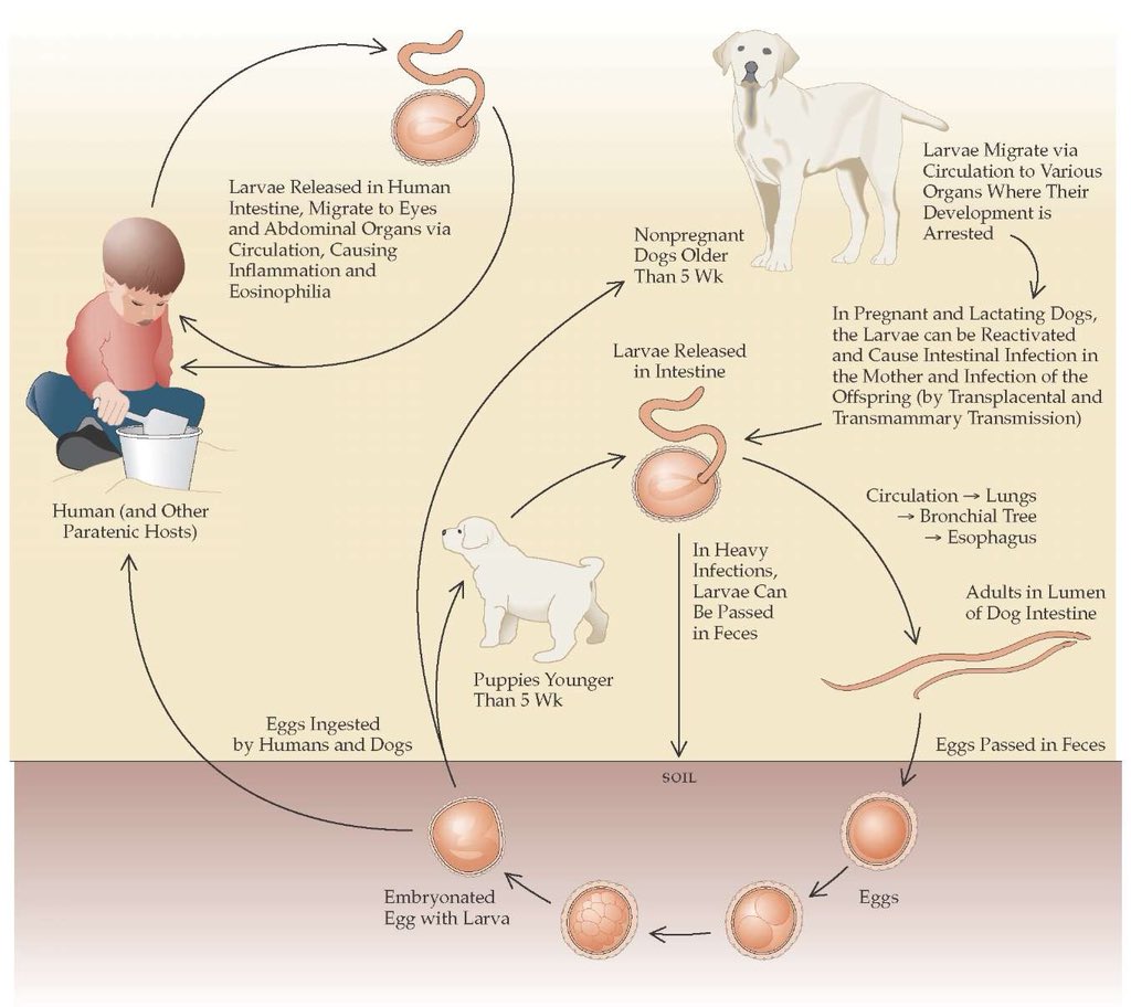 Cutaneous Larva Migrans Life Cycle