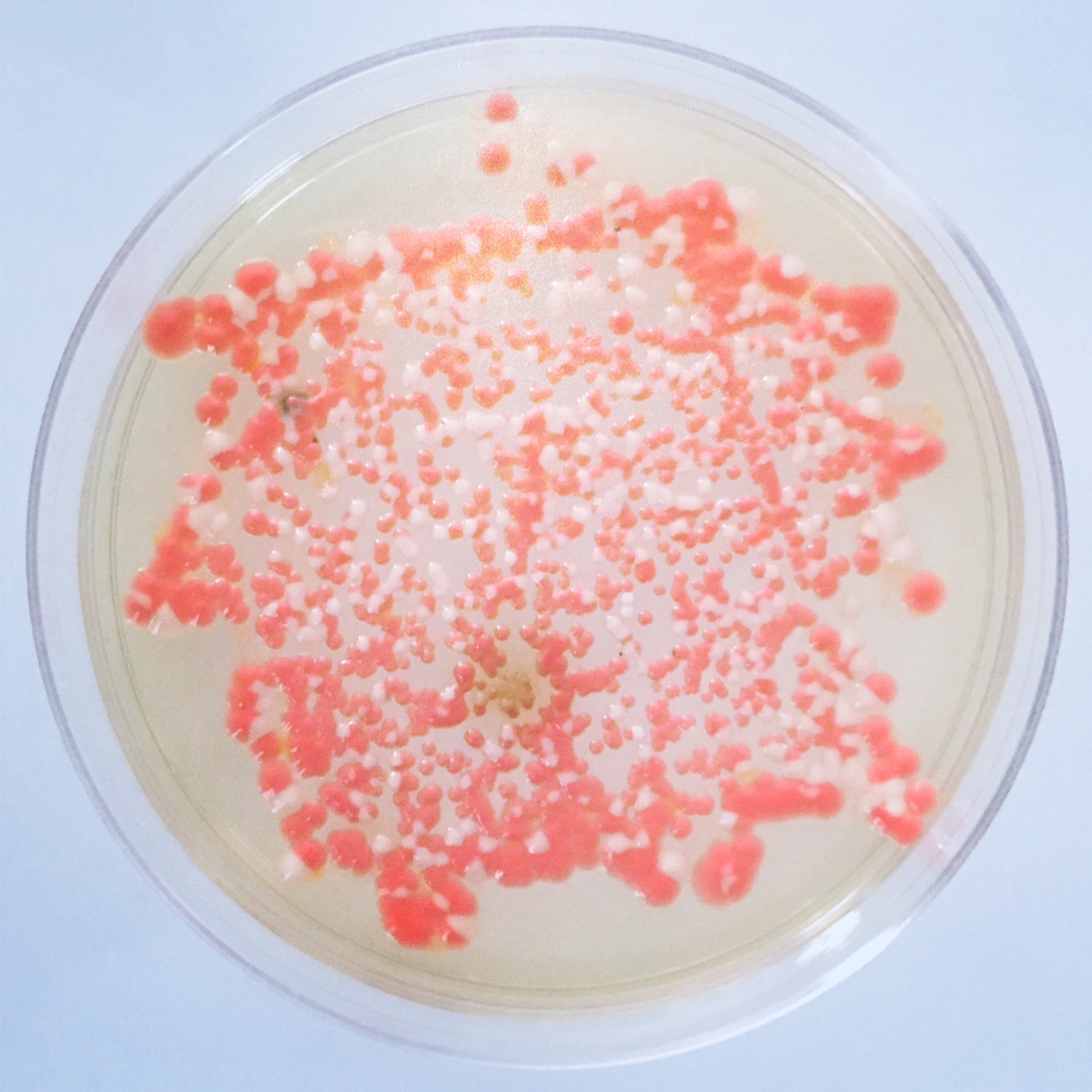 Serratia Marcescens Nutrient Agar