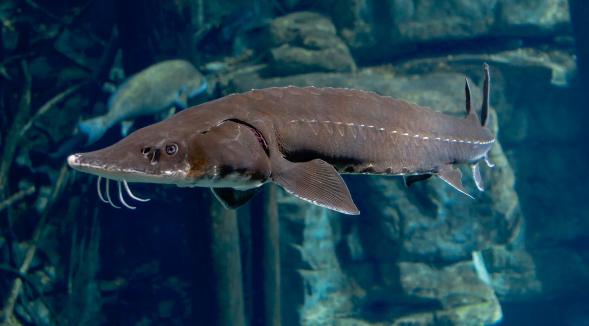 Lake sturgeon - Alchetron, The Free Social Encyclopedia