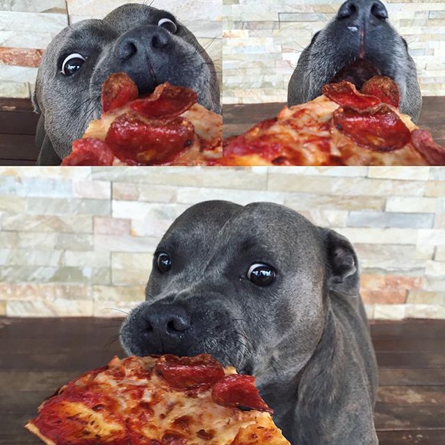 Puppy Pizza Party