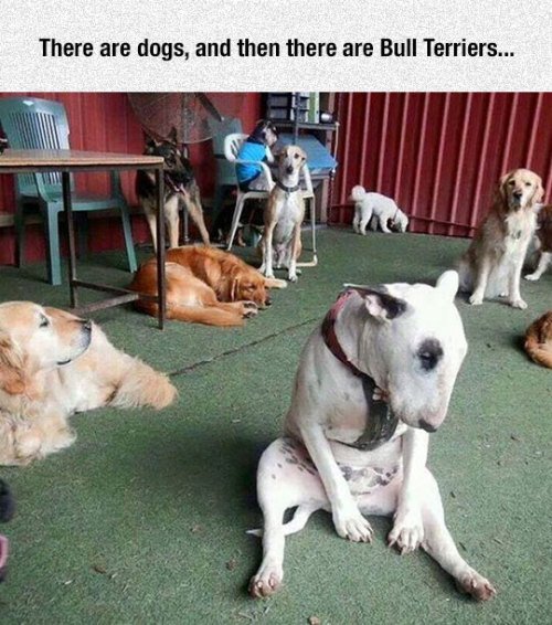 Terrier Memes 47 Chihuahua Memes That Will Have You LOLing Great Pet
