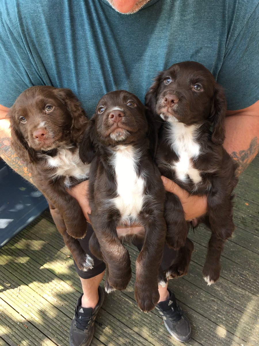 Why Are Cocker Spaniels Tails Docked