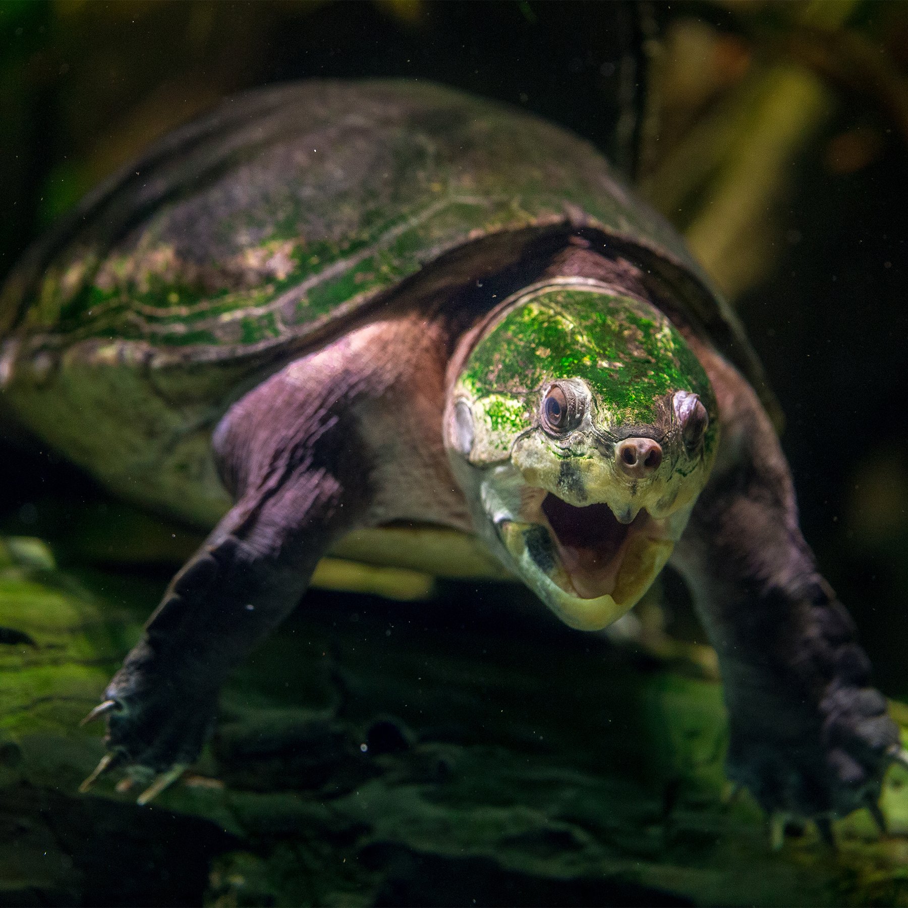 Largest Turtle In The World Found In Amazon