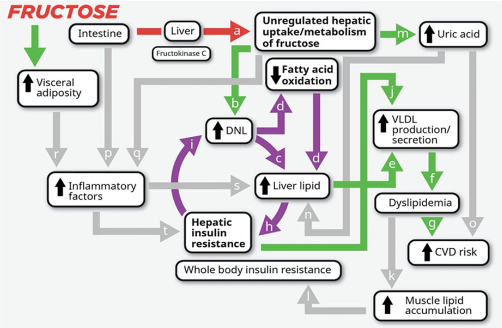 Fructose Sucrose Beverages