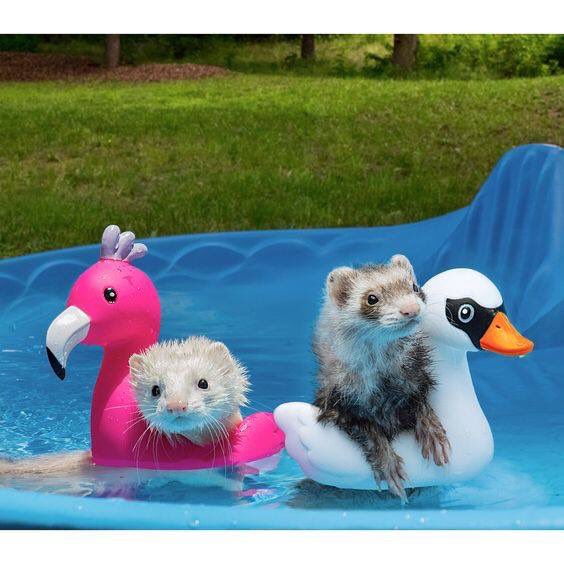 Ferrets Swimming