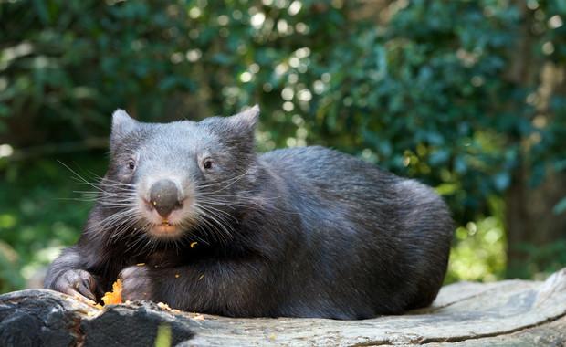 Florence Zoo L'Animal Oublié: Le Coati (French Edition): Beauredon,