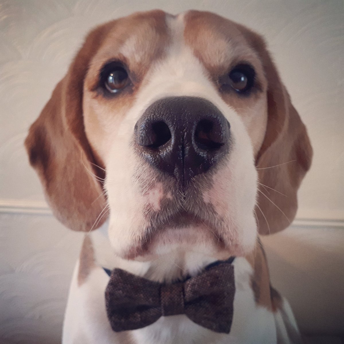 What Dog Is Gromit Based On