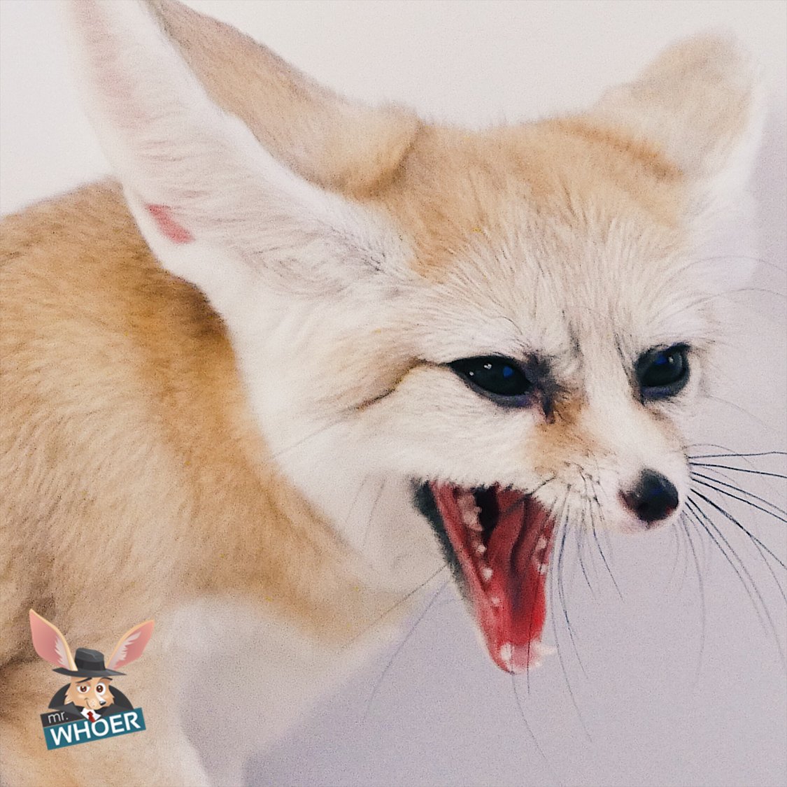 Angry Fennec Fox