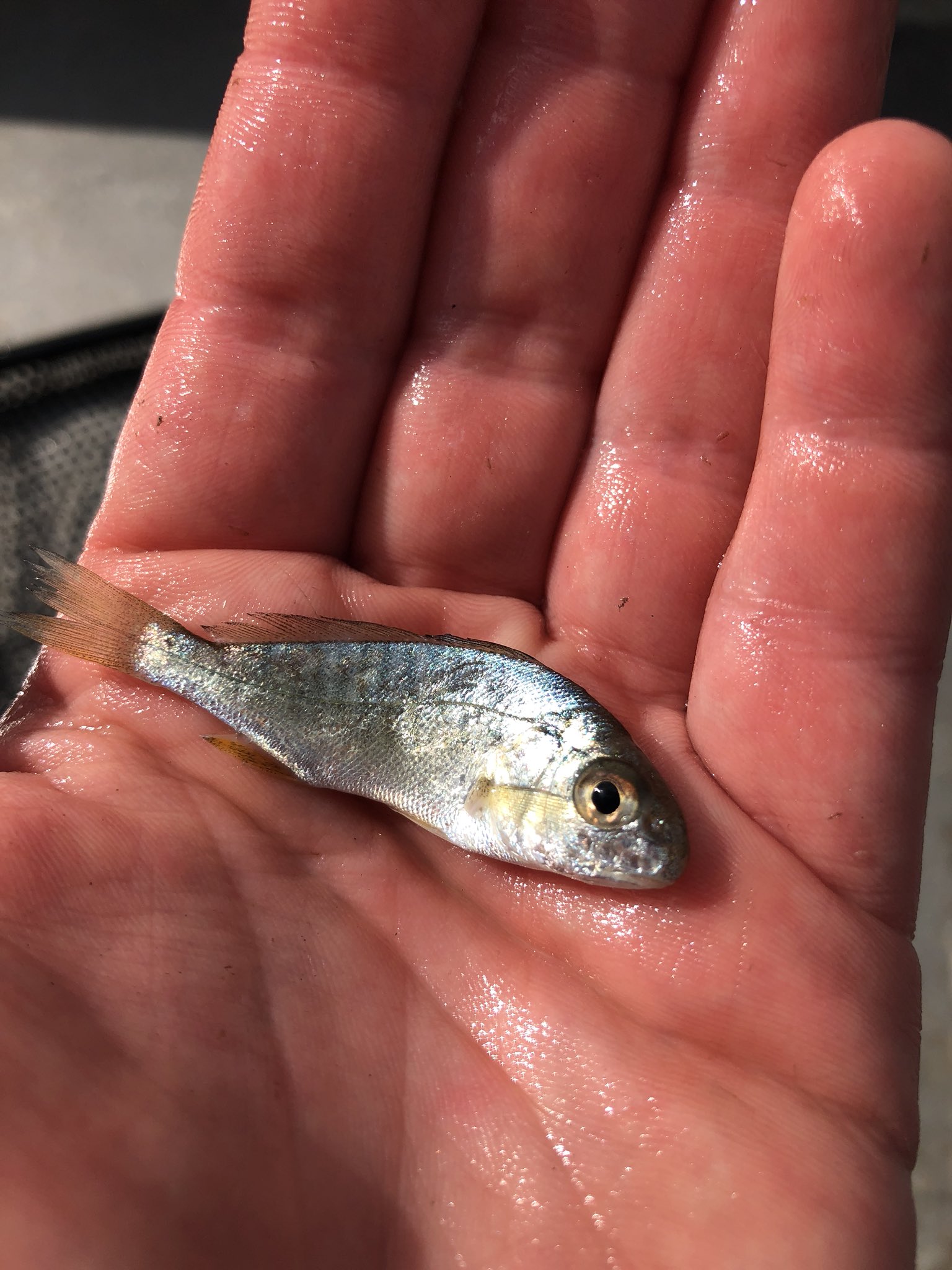 Juvenile Pinfish