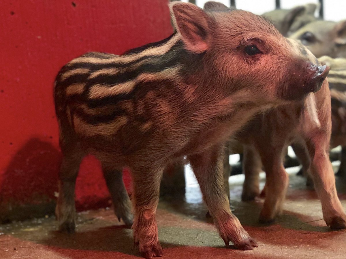 Arkansas’s Tusk IV, who retired at the end of the 2019 season, has ...