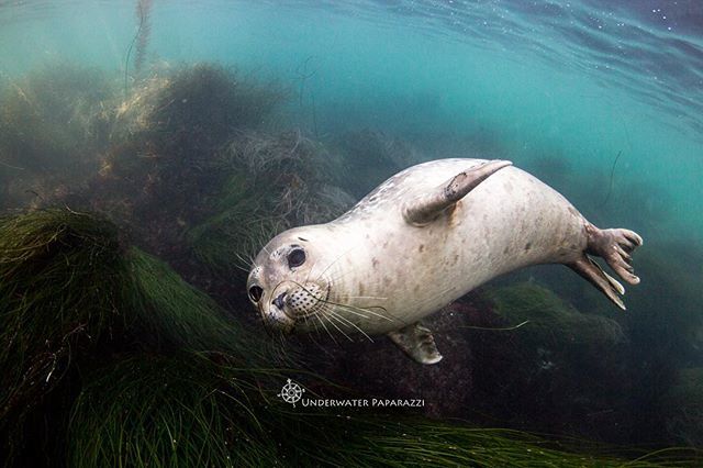 Harbor Seal Swimming Underwater