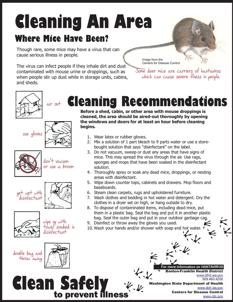 Deer Mouse Droppings