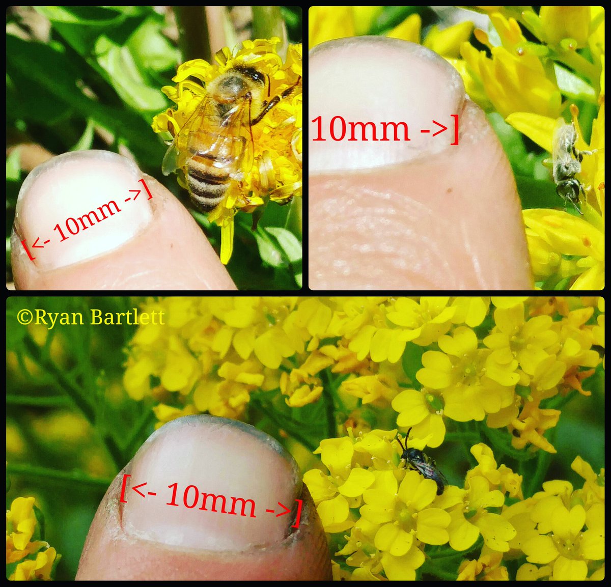 Ryan Bartlett (@CoNaturalist) | Twitter