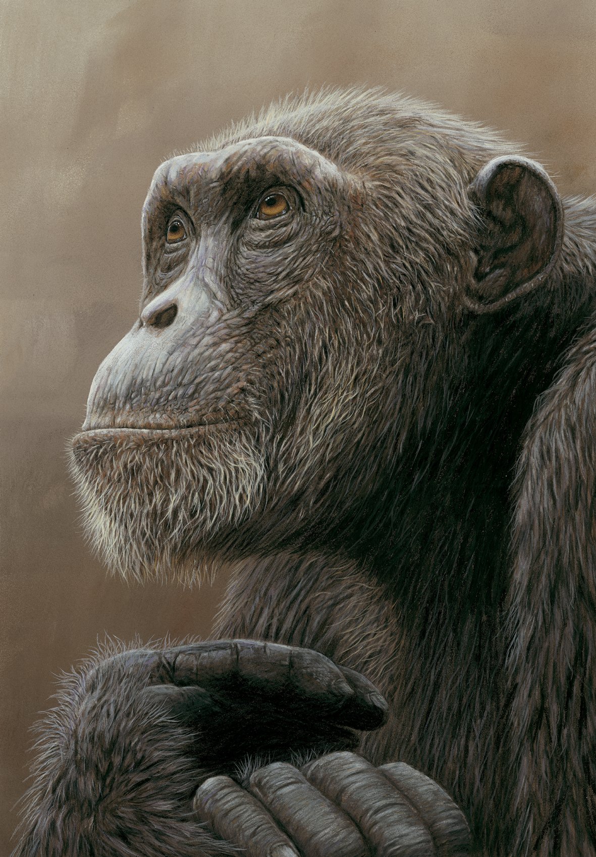 Chimpanzee Head Side View