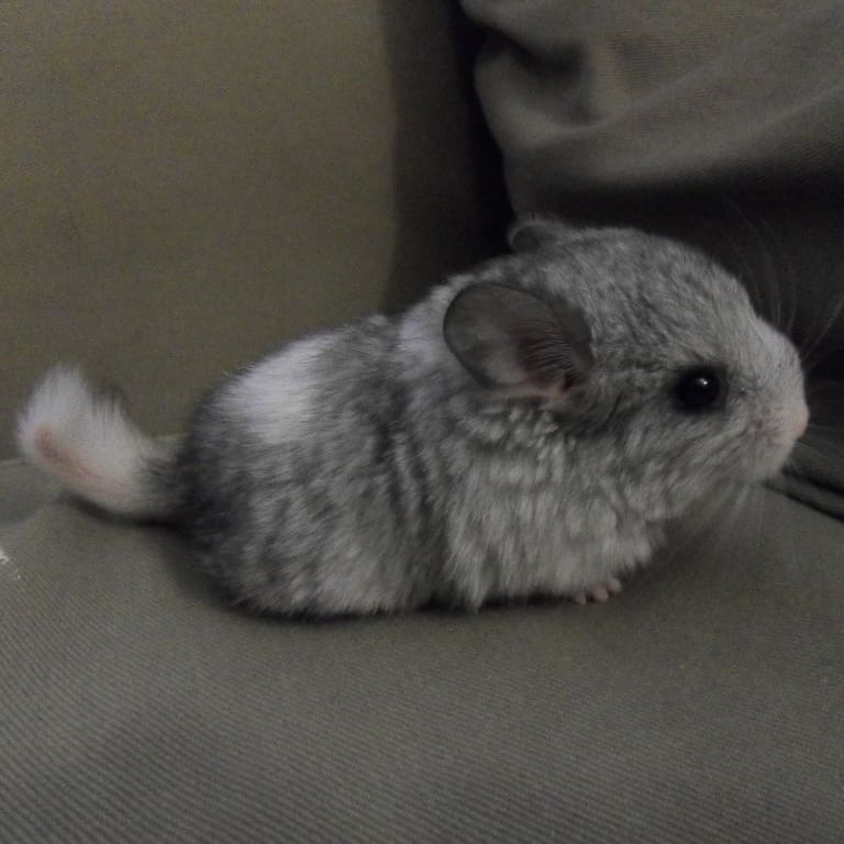Short Tailed Chinchilla