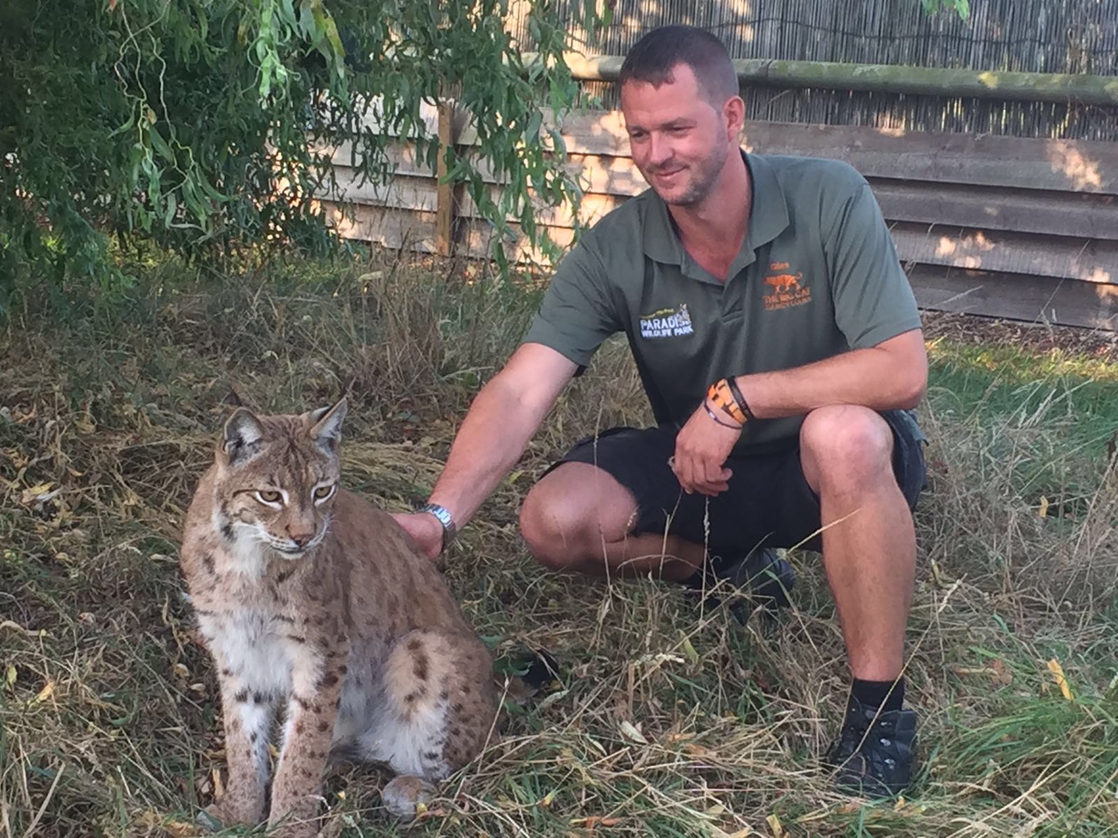 Lynx Size Comparison