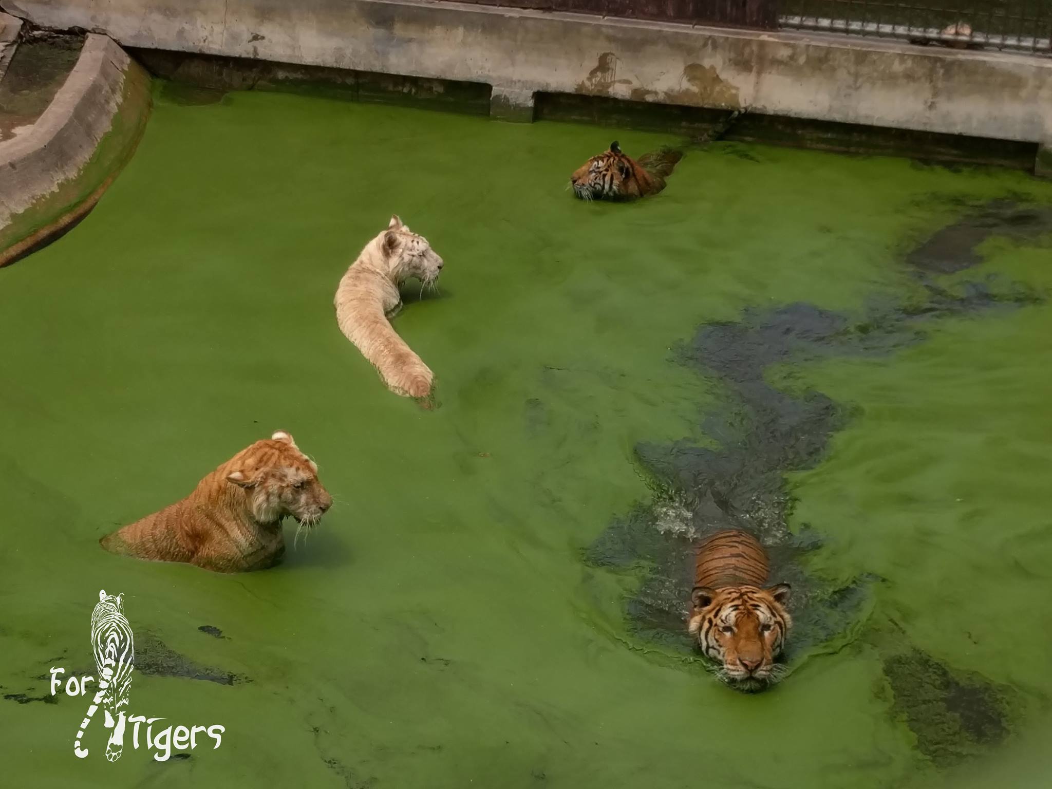 White Tigers Swimming Image Of Chester, A Rare White Tiger, Explores