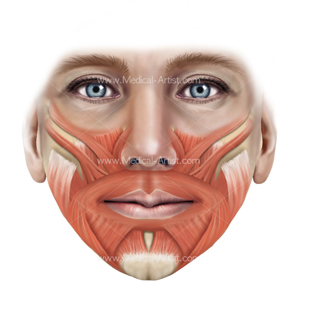 Zygomaticus Major And Minor Muscles
