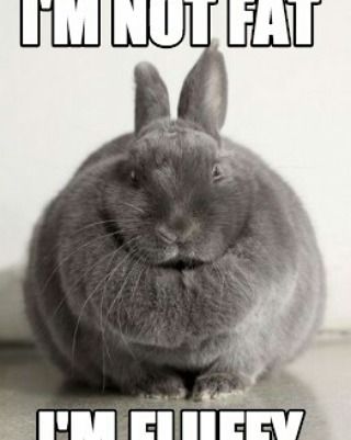 Fluffy Bunny Meme