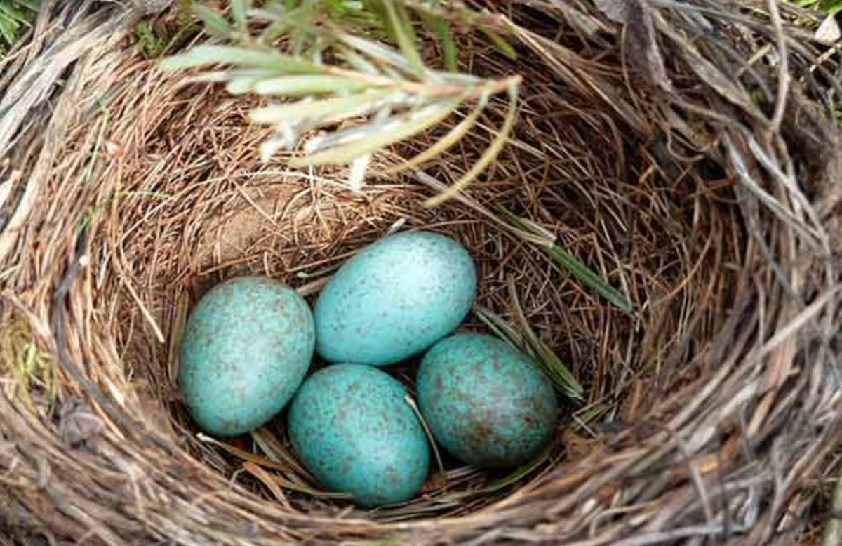 Types Of Bird Eggs