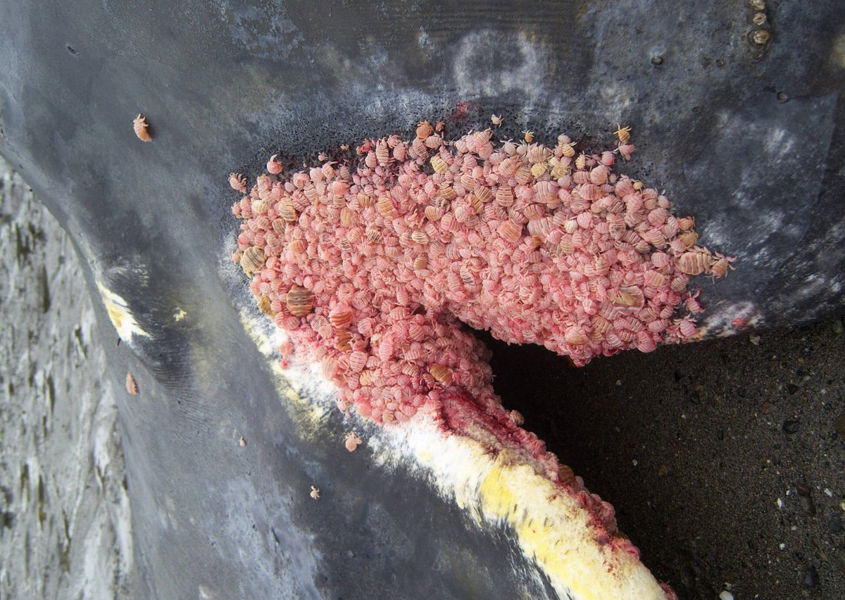 Whale Lice