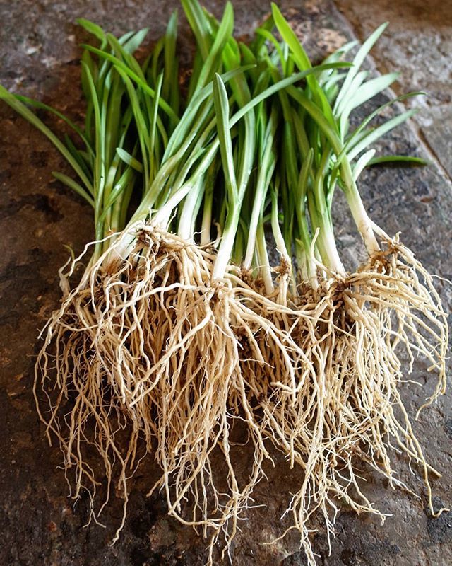 Garlic Chives Roots