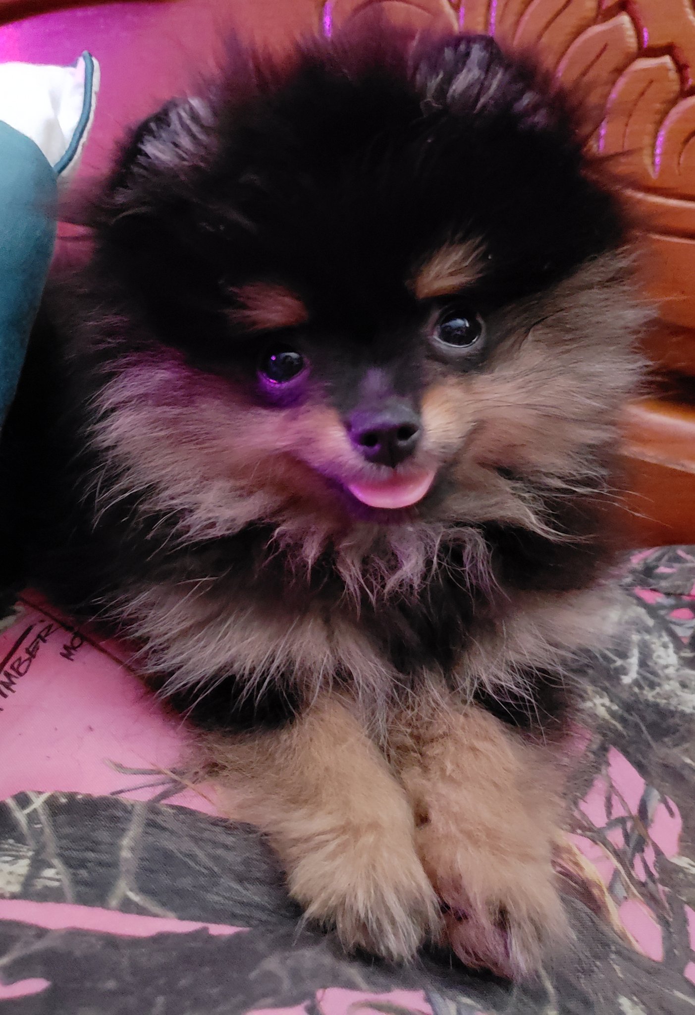 Pomeranian Wolf Sable Puppies