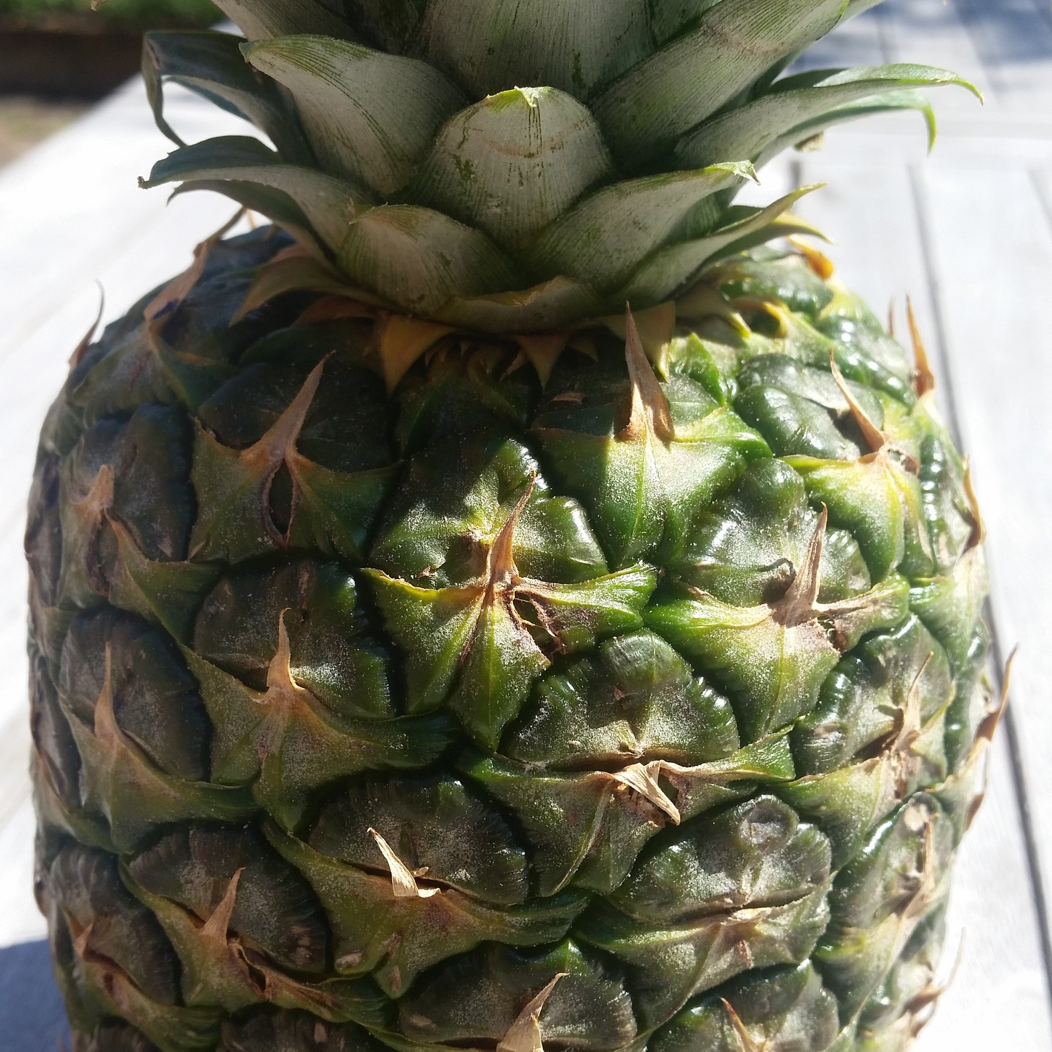 Fibonacci Sequence Pineapple