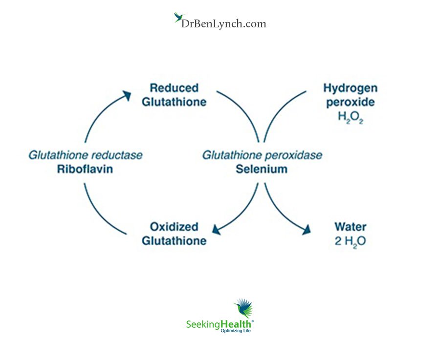 Glutathione Peroxidase Selenium