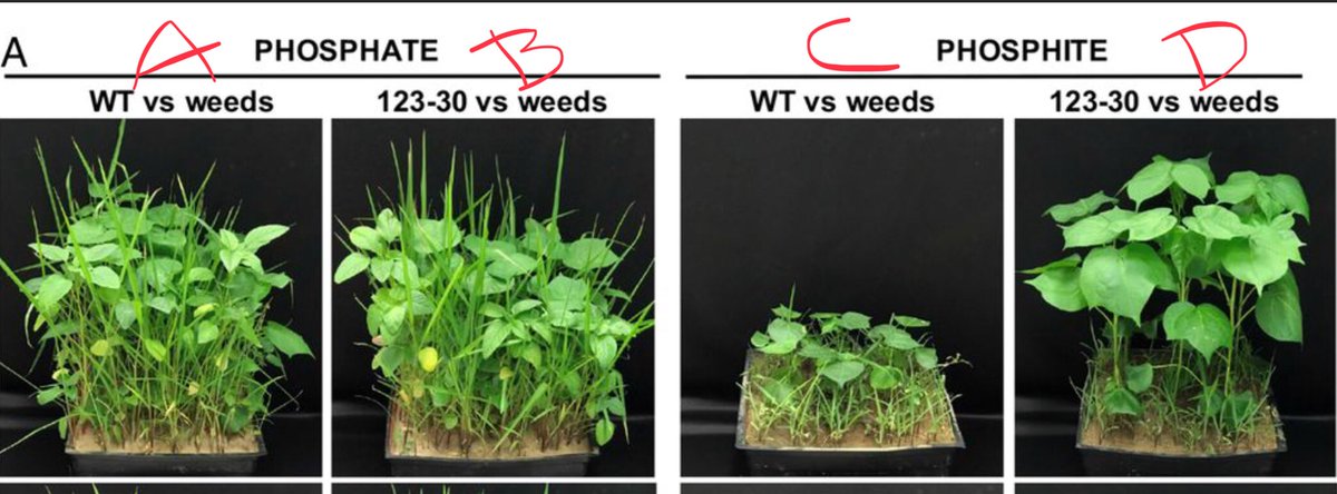 Plant Competition Experiment