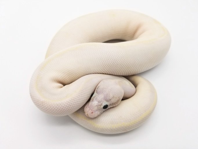 Scaleless Ball Python