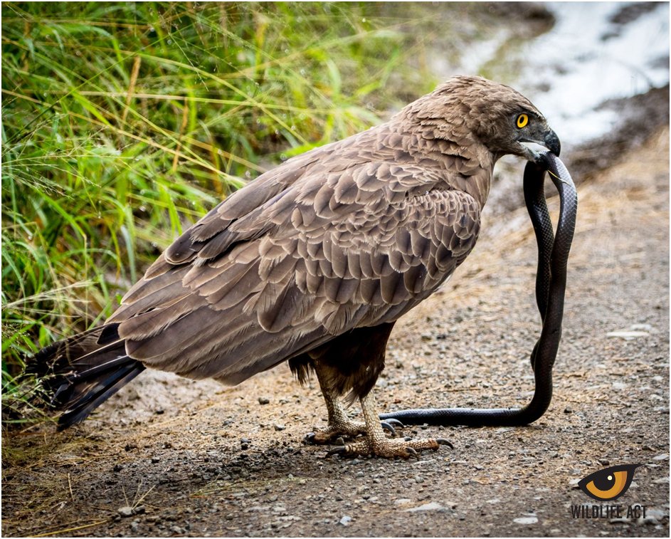 Brown Snake Eagle