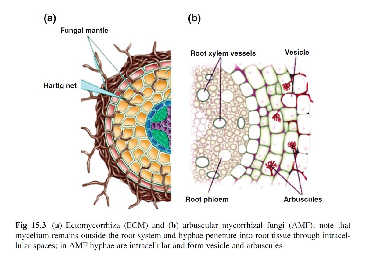 Endotrophic Mycorrhiza