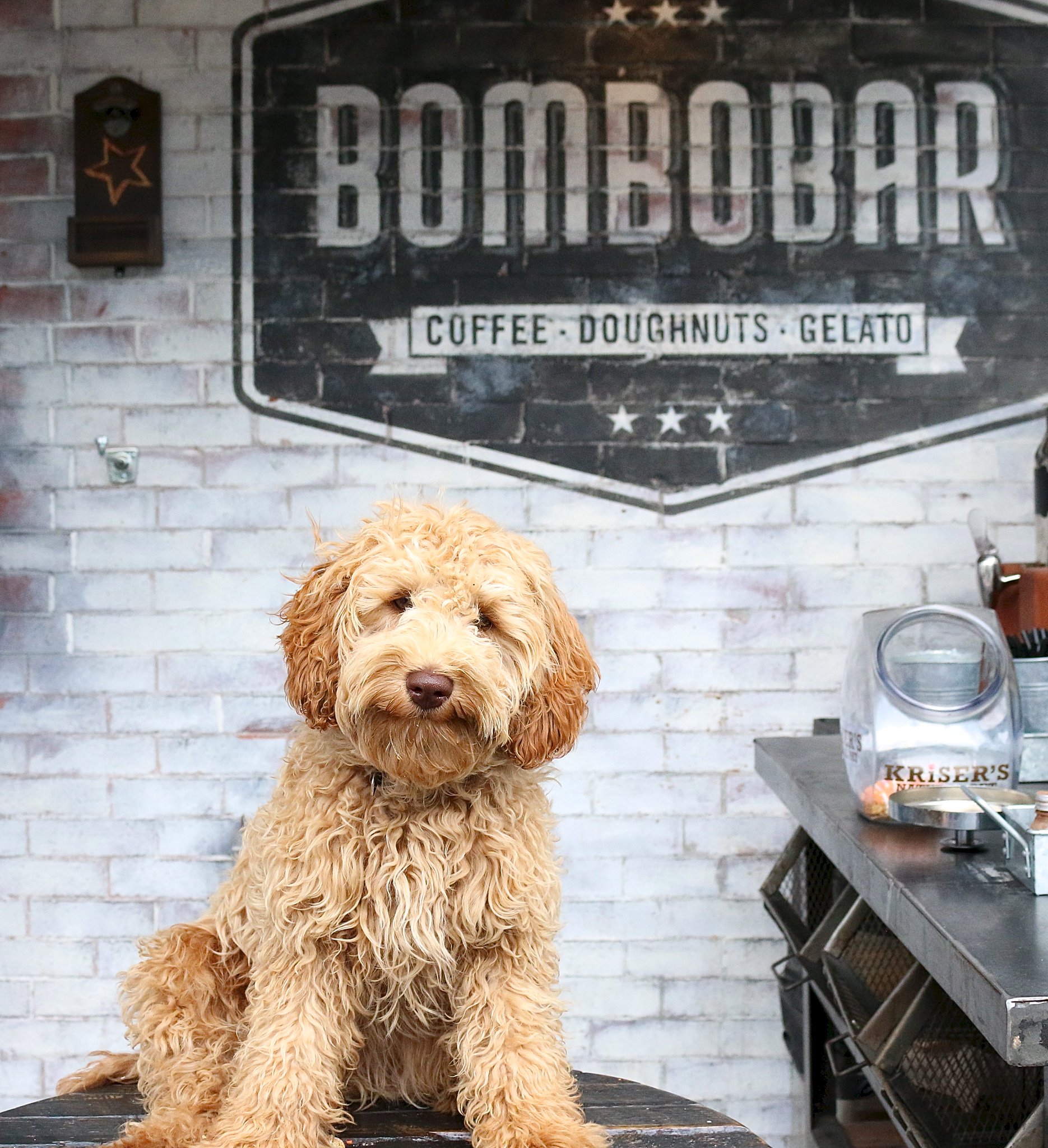 Our Favorite Pet-Friendly Patios in Chicago