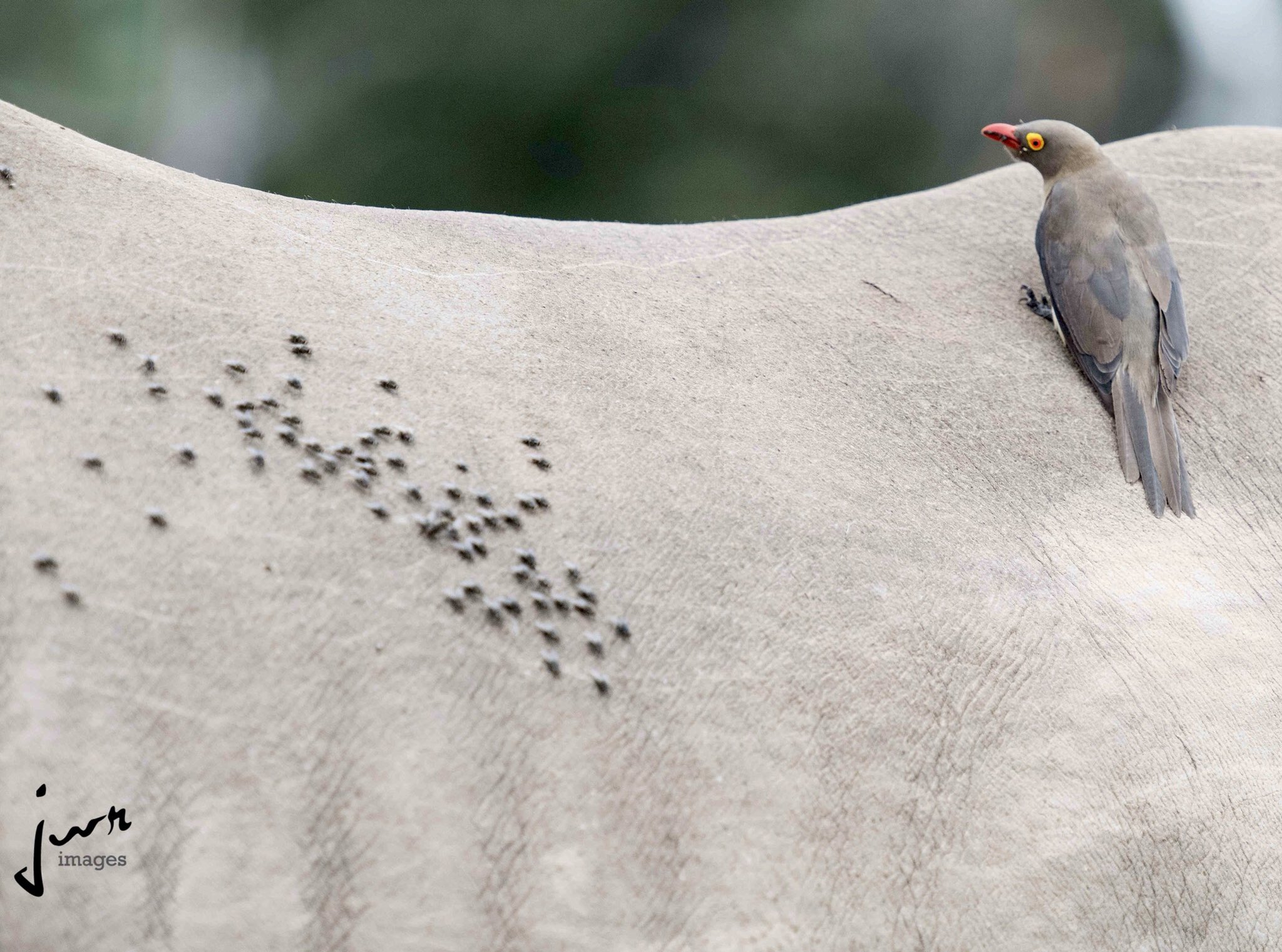 Oxpecker And Rhino Relationship