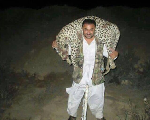Balochistan Leopard