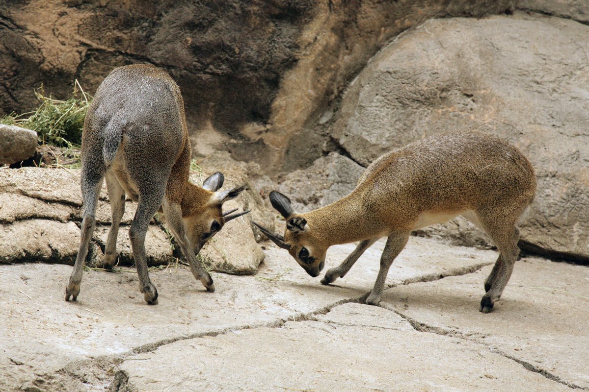 Klipspringer Hooves
